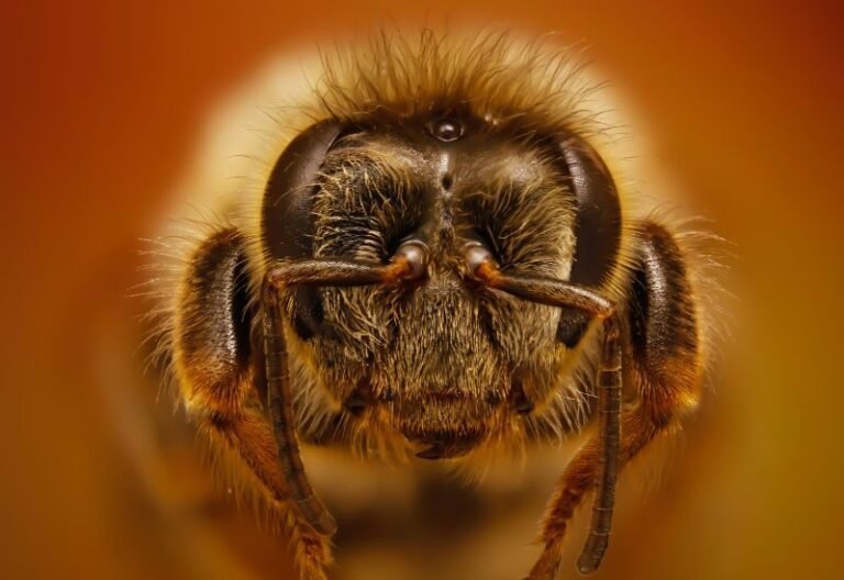 Duct Tape And Beekeeping: Can Bees Really Chew Through It?