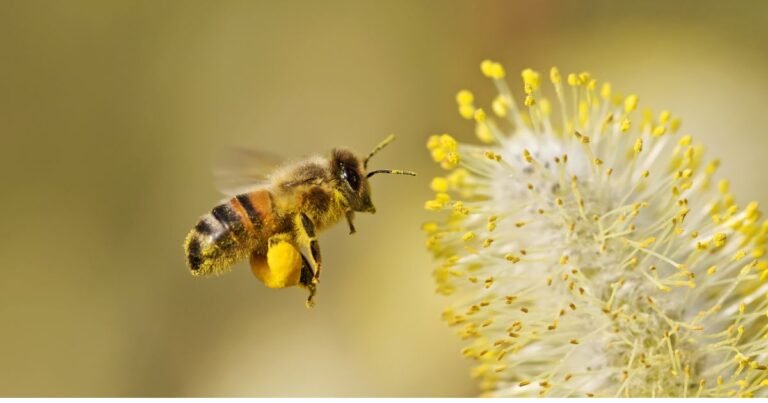 Mysterious Fact: Why Are Bees More Aggressive In The Fall ...