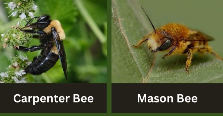 Can Bees Actually Eat Through Drywall? [Everyone Must Know ...