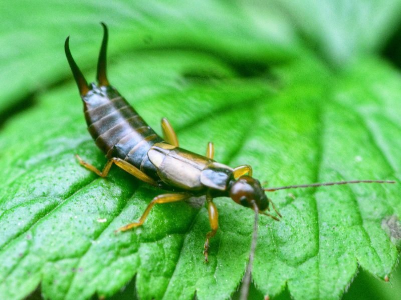 How To Get Rid Of Earwigs In A Beehive Effectively - BeekeepingStudy