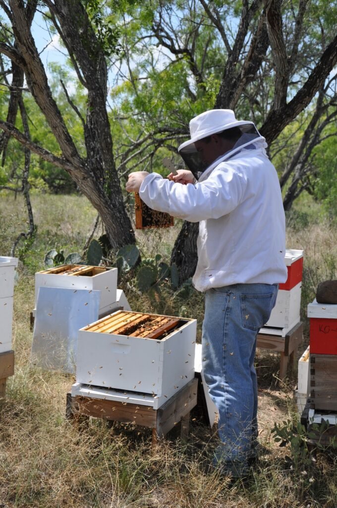 How to Catch a Swarm of Bees Safely and Effectively - BeekeepingStudy