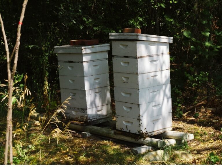 Tips for Determining How Many Brood Boxes to Use in Your Hive ...