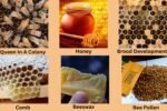 75+ Beekeeping Terms That Every Beekeeper Must Know