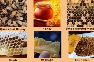 75+ Beekeeping Terms That Every Beekeeper Must Know