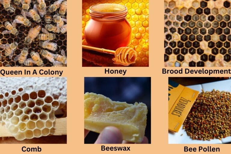 75+ Beekeeping Terms That Every Beekeeper Must Know | Beekeepingstudy