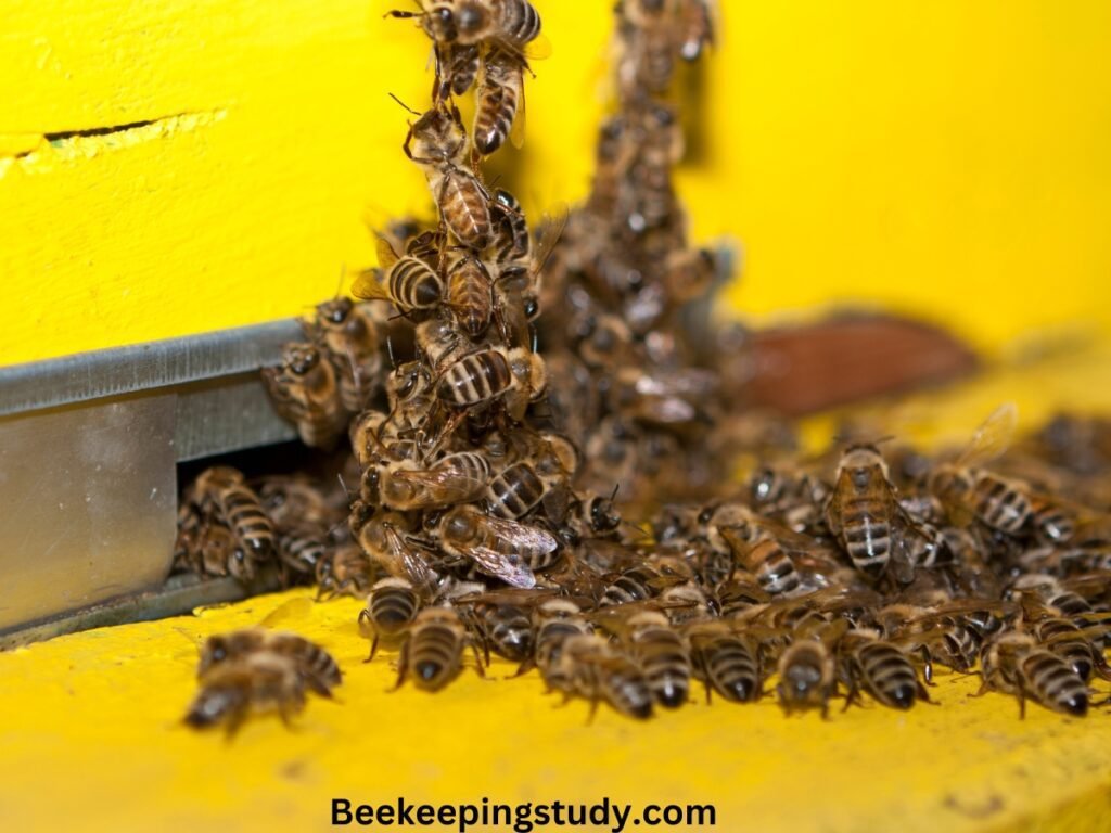 What is Bee Brood? - [How To Identify Them] | Beekeepingstudy