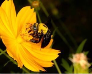 6 Tips On How To Get Rid Of Blackjack Bees | Beekeepingstudy