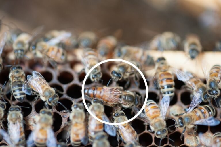 4 Simple Steps to ReQueen a Queenless Beehive | Beekeepingstudy