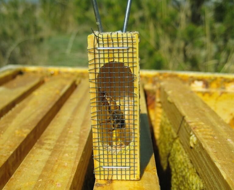 How Long Can A Queen Bee Live In A Cage (What Should Do?)