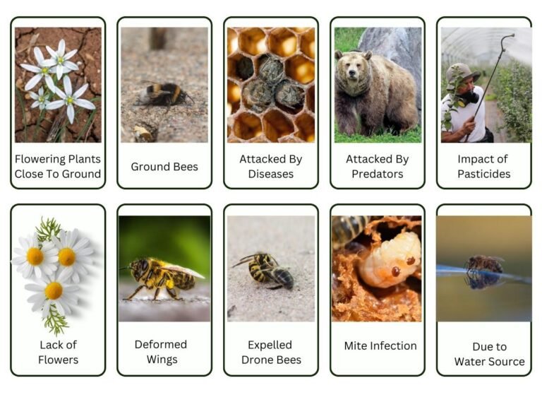 10 Possible Reasons Why Do Bees Walk On The Ground | Beekeepingstudy