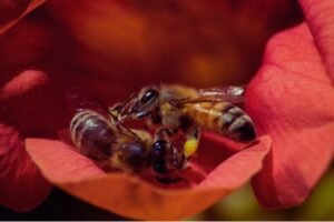 What Do Bees Eat When There Are No Flowers? | Beekeepingstudy