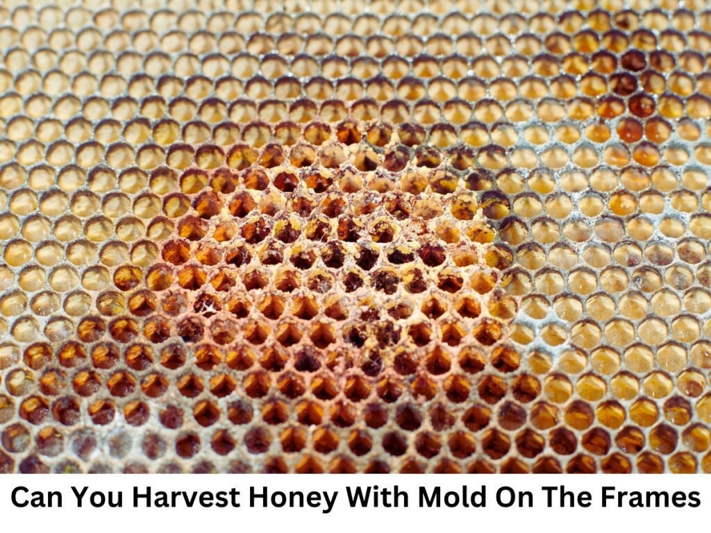 Can You Harvest Honey With Mold On The Frames [Proper Solution]