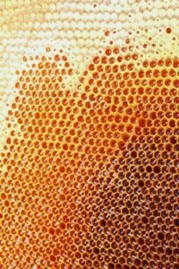 Can You Harvest Honey With Mold On The Frames [Proper Solution]