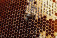 Can You Harvest Honey With Mold On The Frames [Proper Solution]