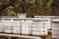 How Many Hives Per Apiary? (A Comprehensive Guide) | Beekeepingstudy