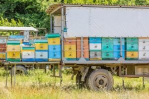How Many Hives Per Apiary? (A Comprehensive Guide) | Beekeepingstudy