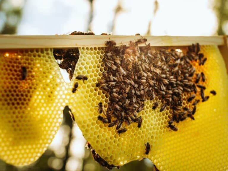 6 Best Honey Bees for Beekeeping (Beginner Friendly Guide)