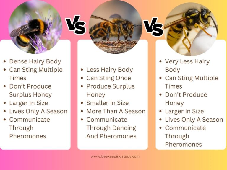 A Comparison Of Bumblebee vs Honey Bee vs Wasp | Beekeepingstudy